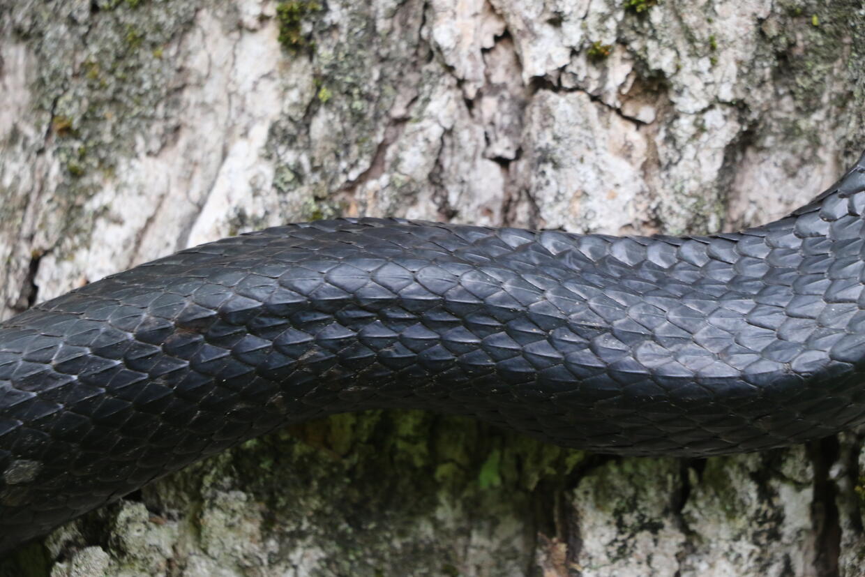 Eastern Ratsnake | Mass.gov