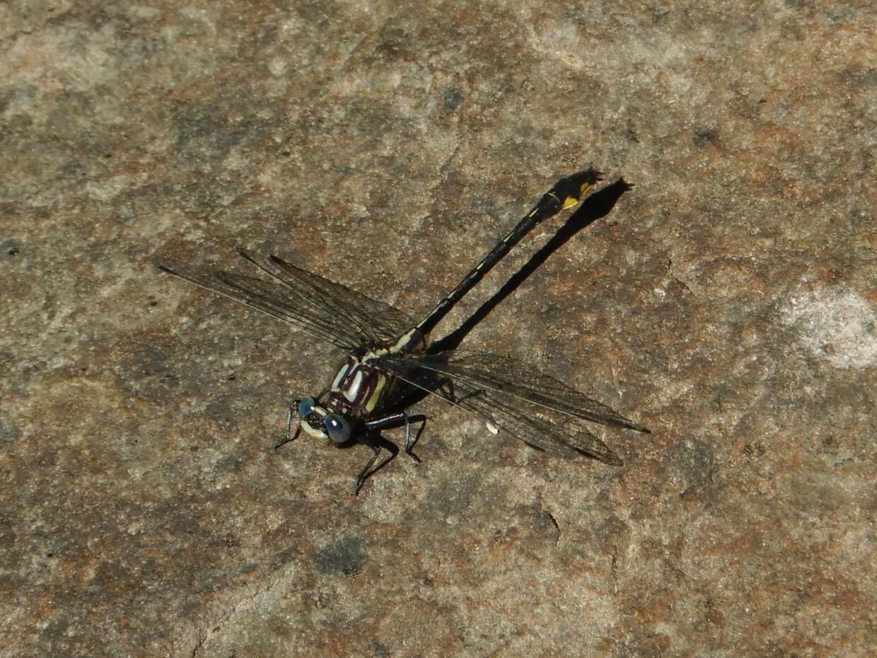 Rapids Clubtail | Mass.gov