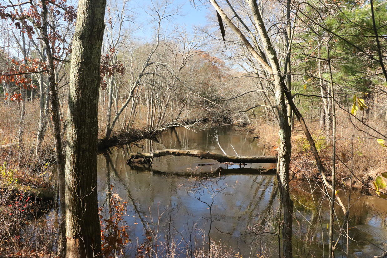 Eastern Musk Turtle | Mass.gov