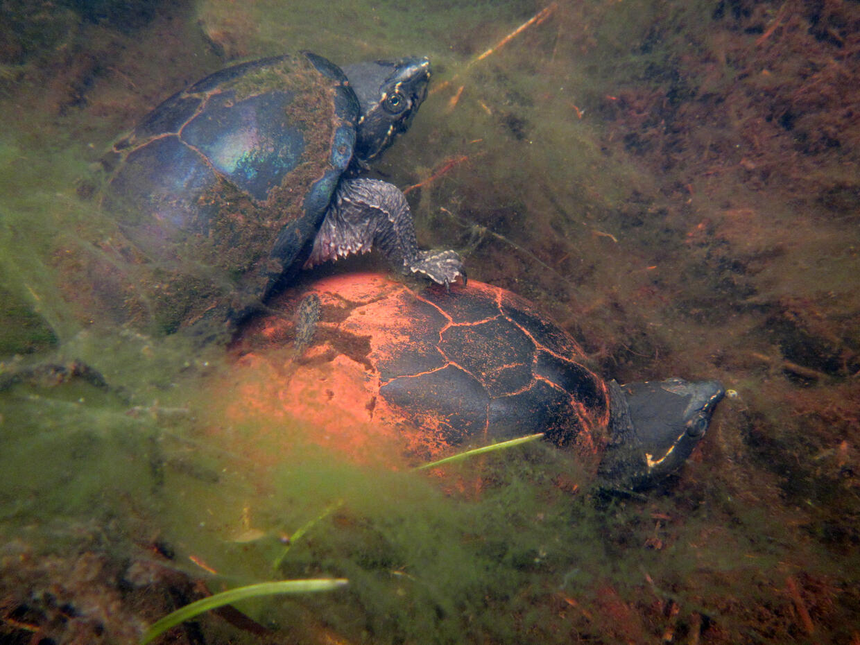 Eastern Musk Turtle | Mass.gov