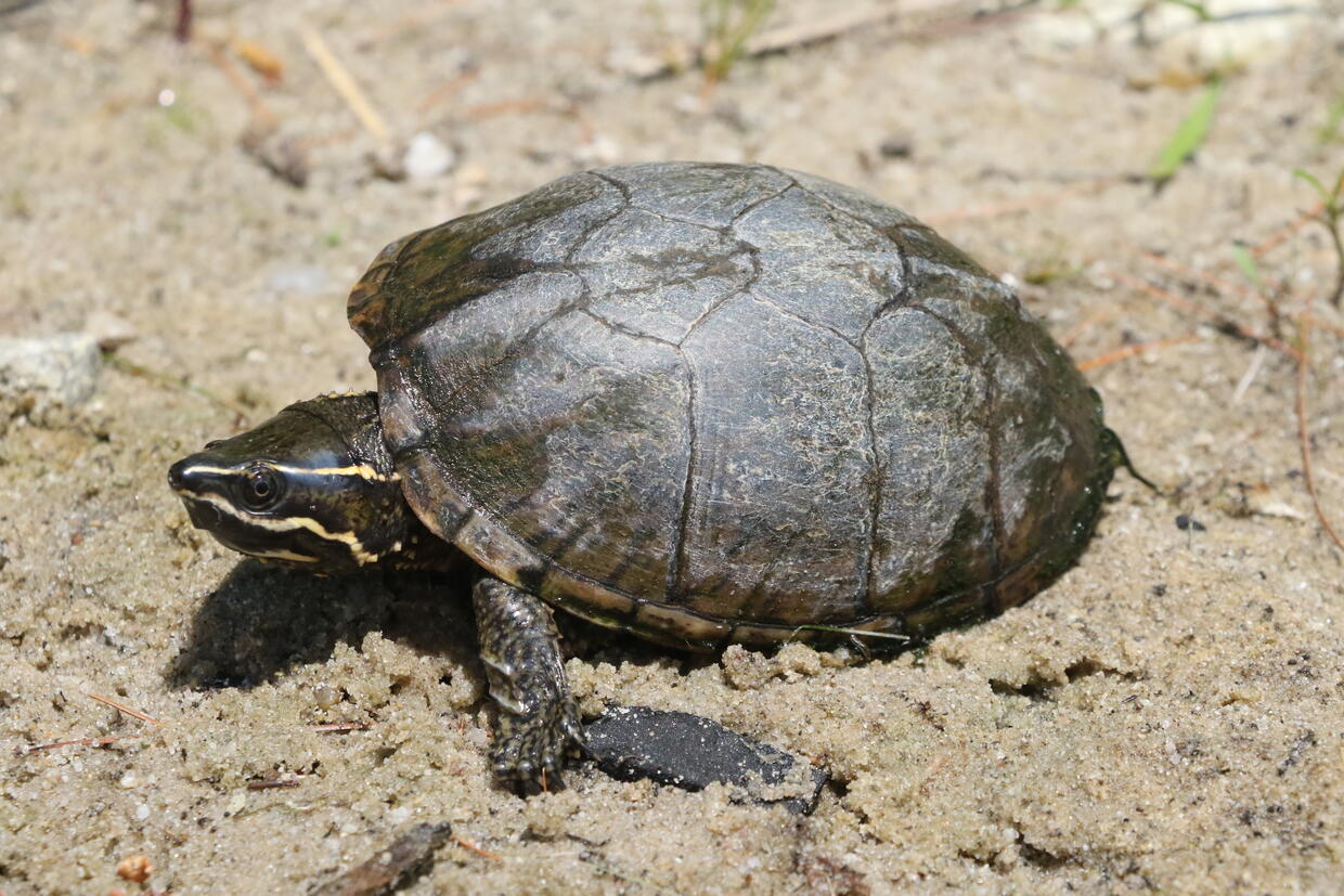 Eastern Musk Turtle | Mass.gov