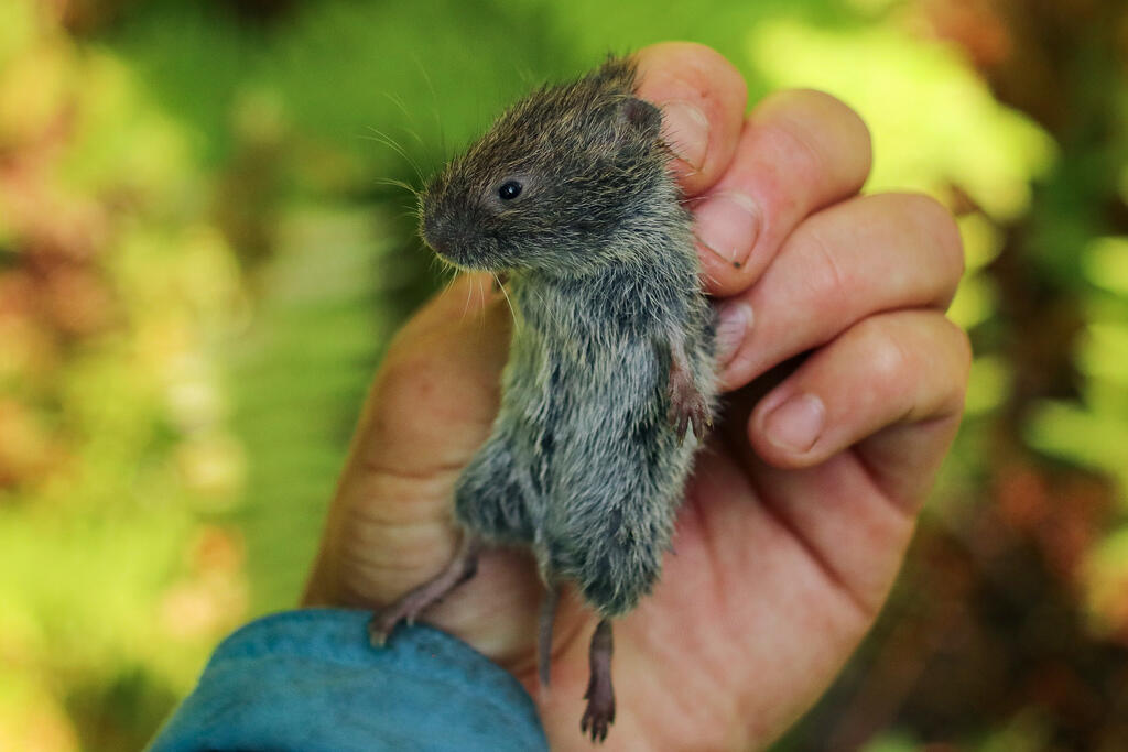 Southern Bog Lemming | Mass.gov