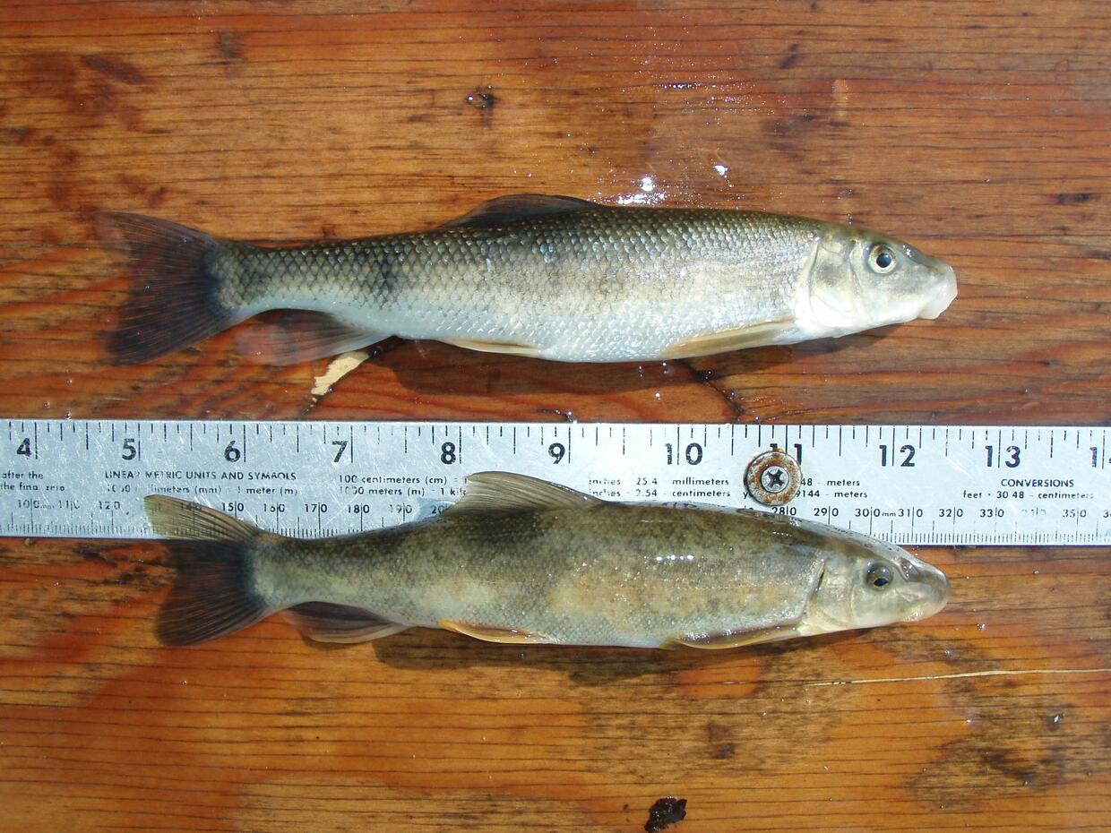 Longnose Sucker | Mass.gov