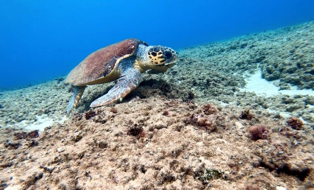 Loggerhead Sea Turtle | Mass.gov