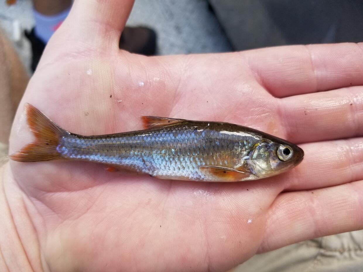 Common Shiner | Mass.gov