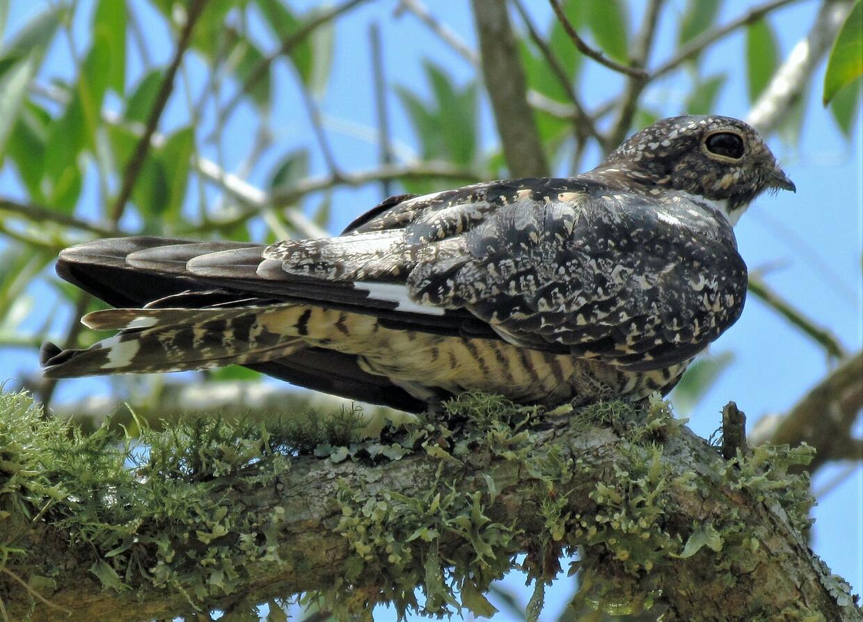 Common Nighthawk | Mass.gov