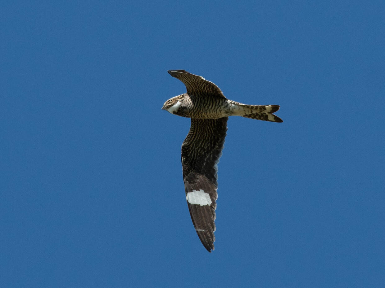 Common Nighthawk | Mass.gov