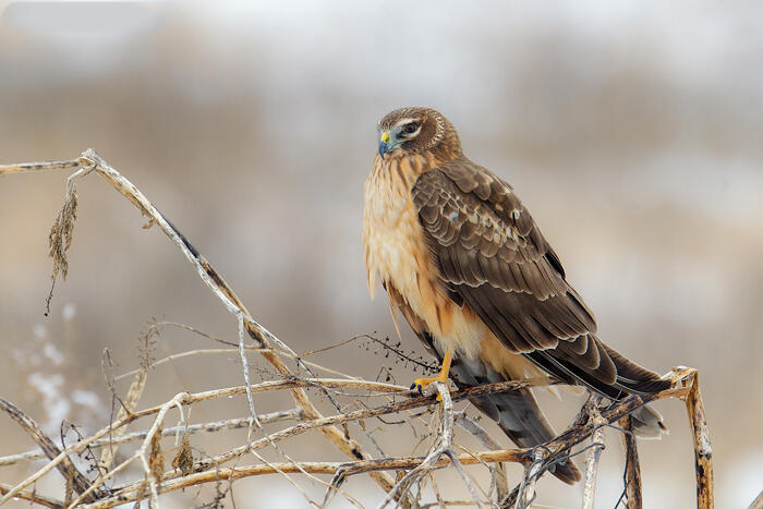 Northern Harrier | Mass.gov