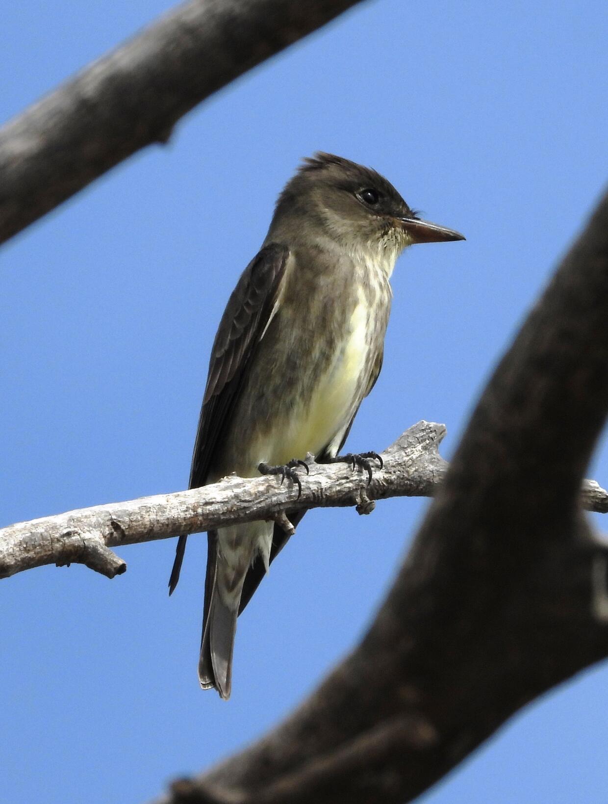 Olive-sided Flycatcher | Mass.gov