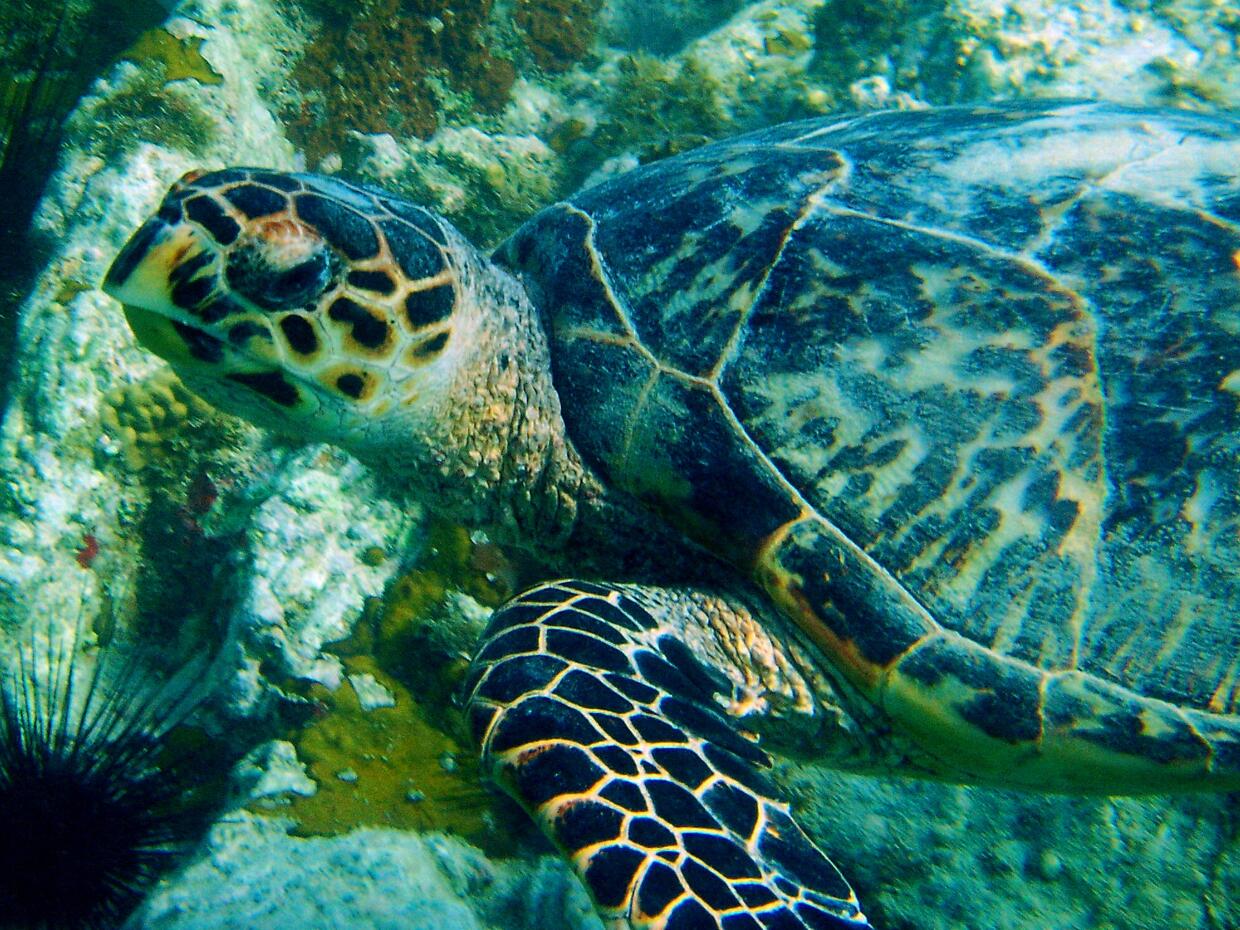 Atlantic Hawksbill Sea Turtle | Mass.gov