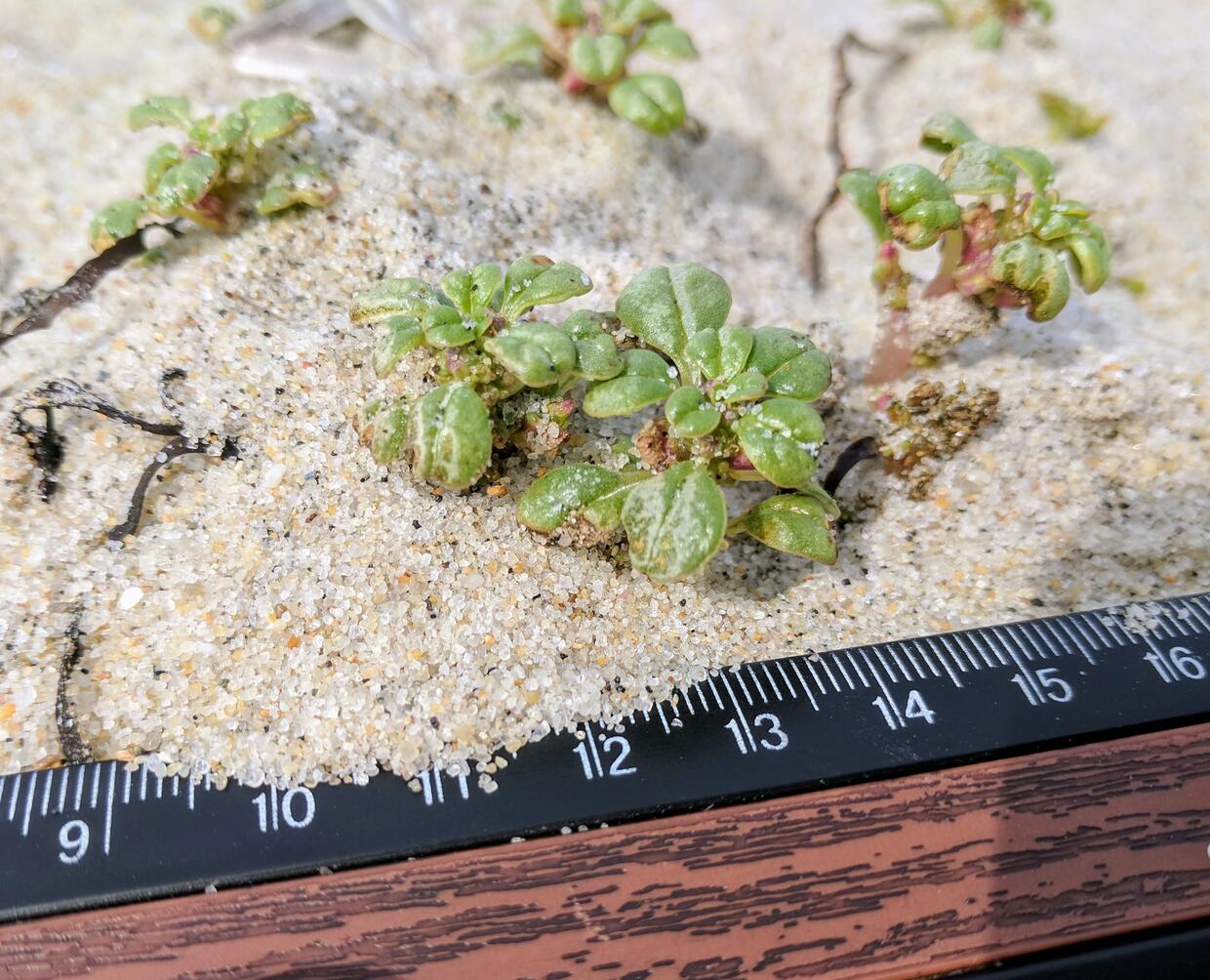 Seabeach Amaranth | Mass.gov