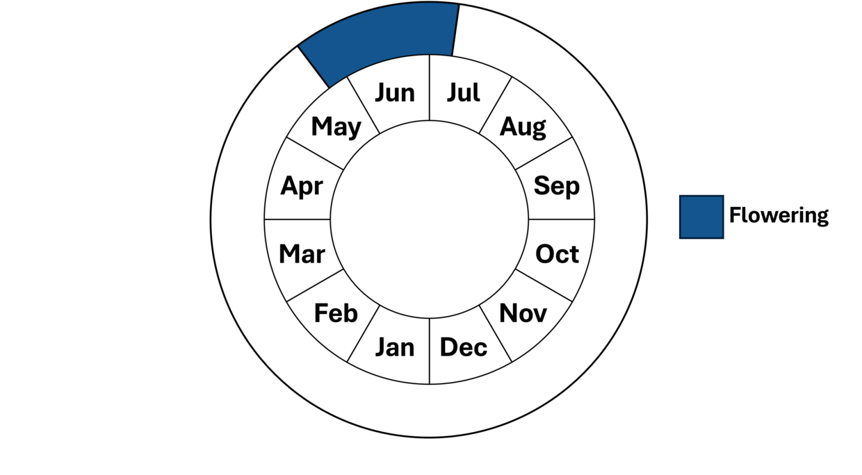 Hairy Beard-tongue | Mass.gov
