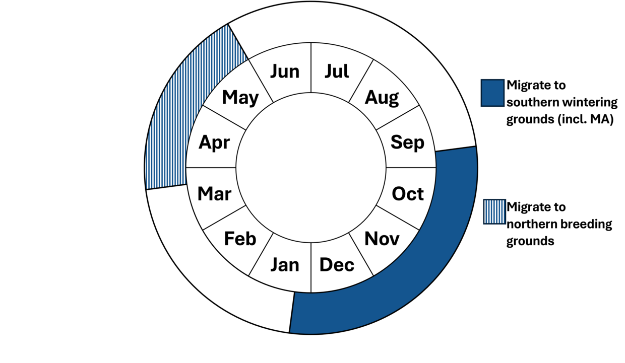 Harlequin Duck | Mass.gov