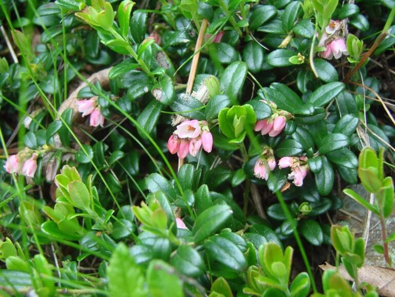 Mountain Cranberry | Mass.gov