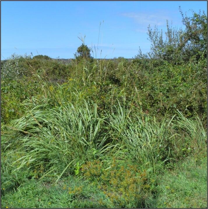 Northern Gama-grass | Mass.gov