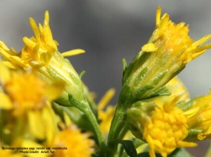 Rand's Goldenrod | Mass.gov