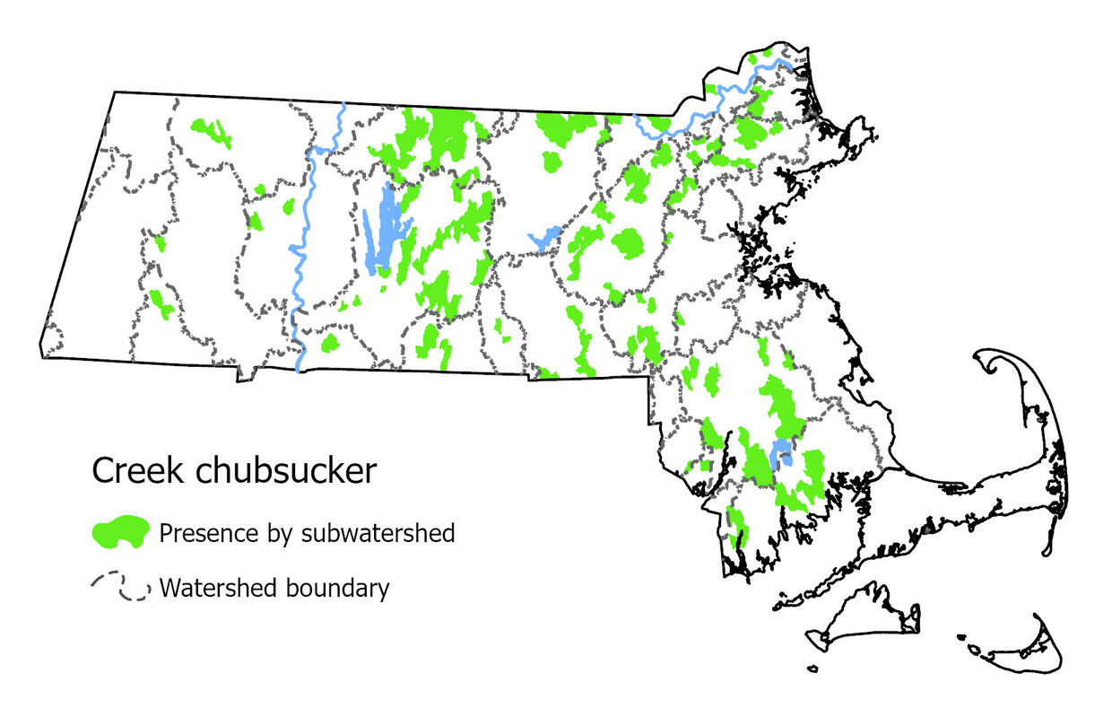Creek Chubsucker | Mass.gov