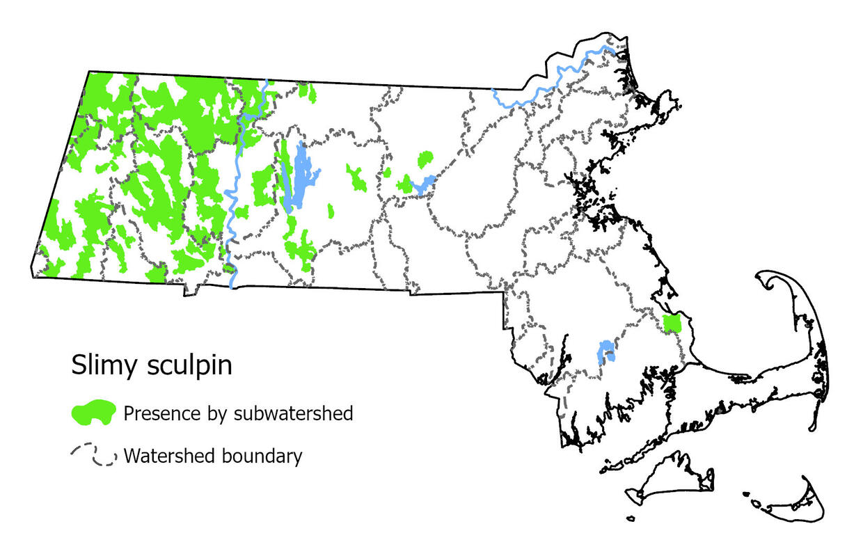 Slimy Sculpin | Mass.gov