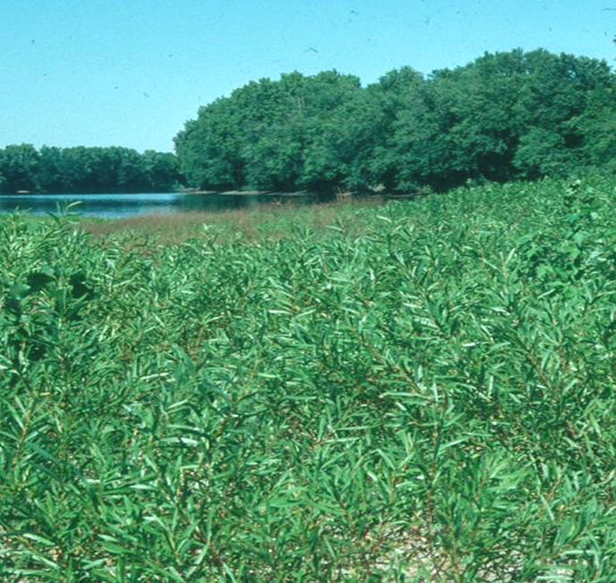 Sandbar Willow | Mass.gov
