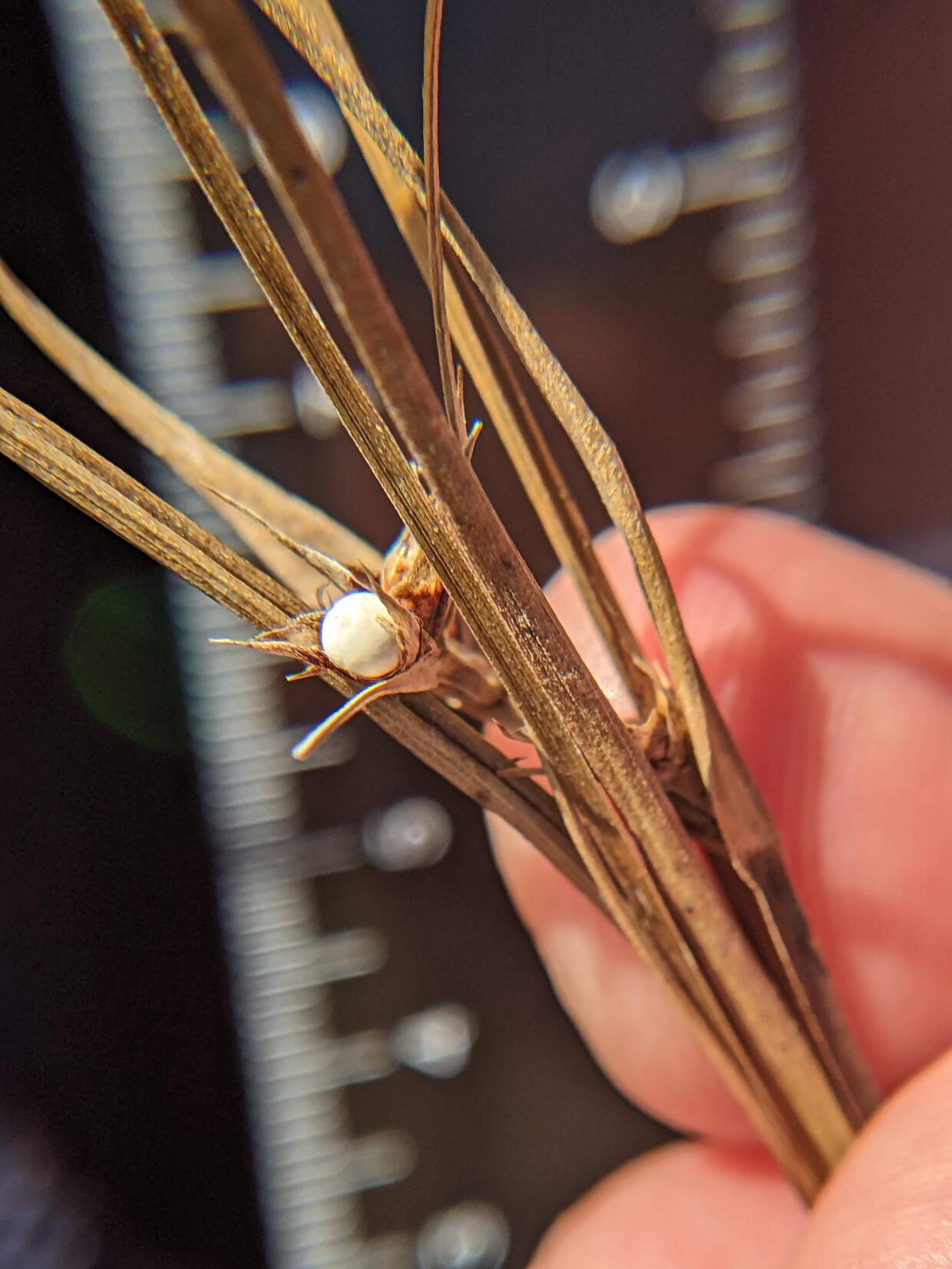 Tall Nut-sedge | Mass.gov