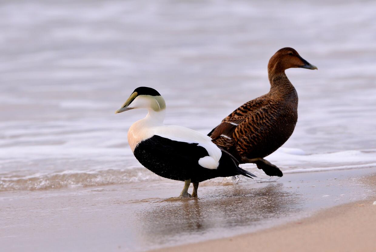 Common Eider | Mass.gov