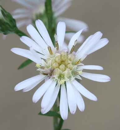 Tradescant's Aster | Mass.gov