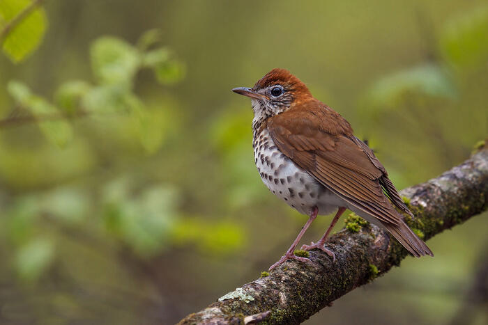 Wood Thrush | Mass.gov