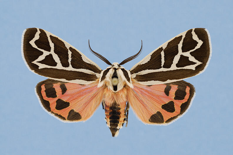 Phyllira Tiger Moth | Mass.gov