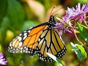 Conservation mowing and pollinator habitat | Mass.gov