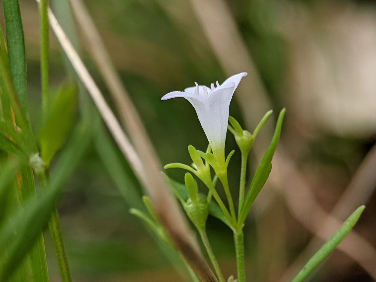 Long-leaved Bluet | Mass.gov
