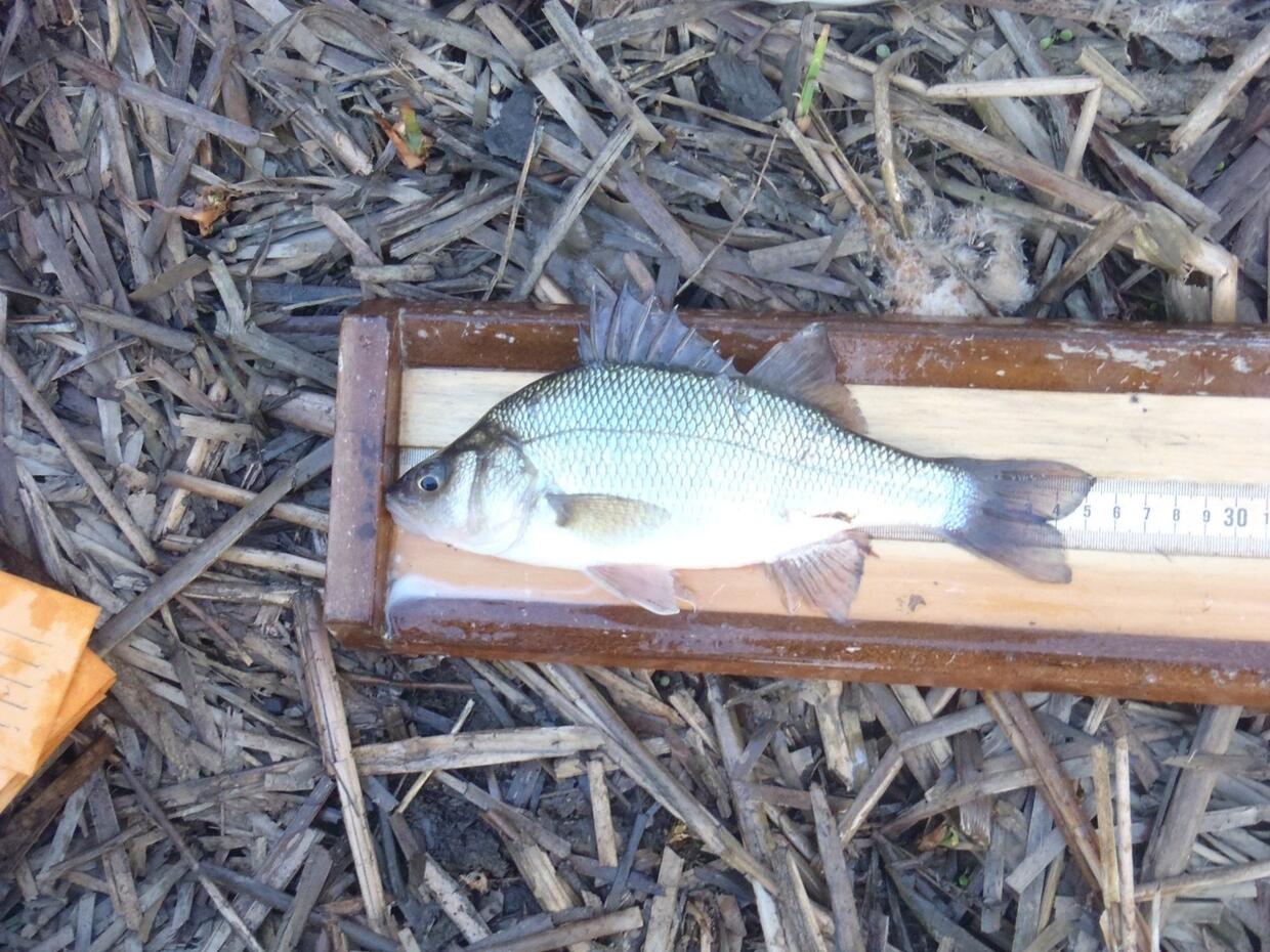 White Perch | Mass.gov