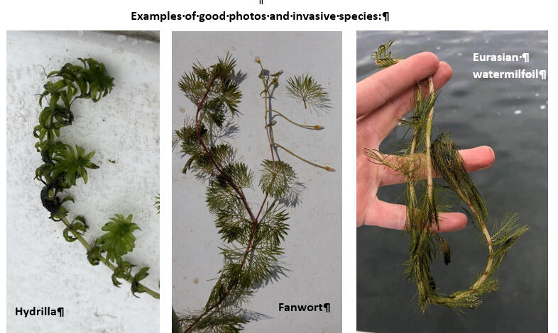 Report an Aquatic Plant Sighting | Mass.gov
