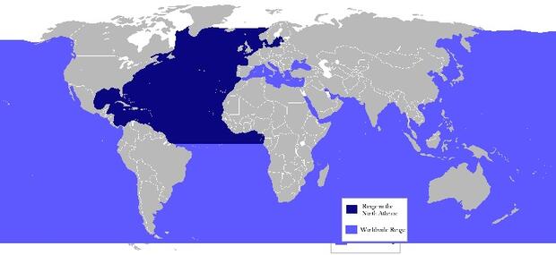 Learn about blue sharks | Mass.gov