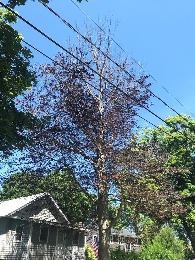 Beech Leaf Disease in Massachusetts | Mass.gov