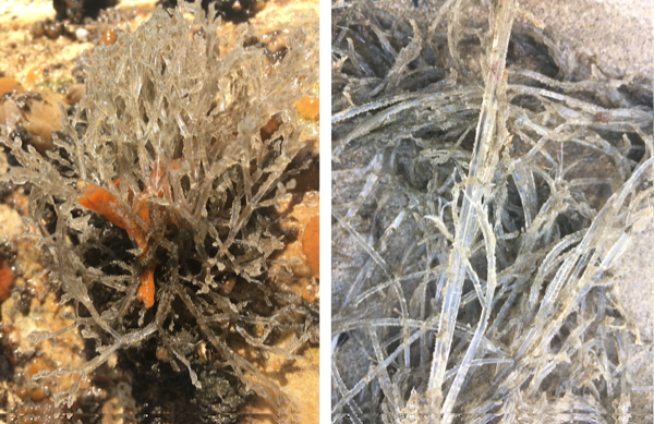 Profile of a Marine Invasive Species - Meet the Spaghetti Bryozoan ...