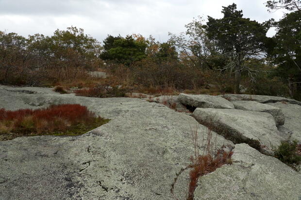 Copperhead | Mass.gov