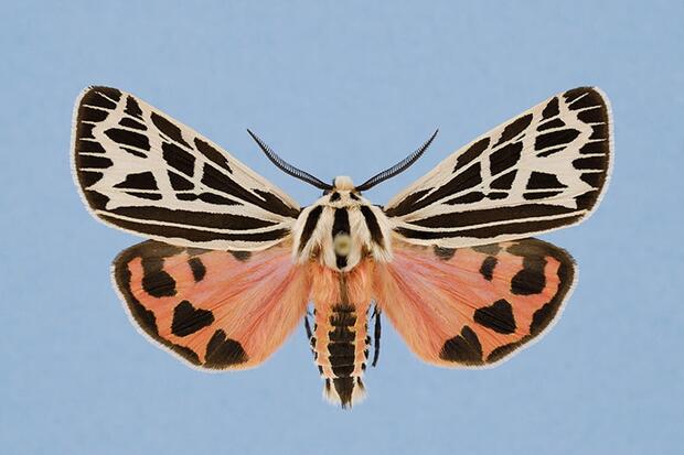 Phyllira Tiger Moth | Mass.gov