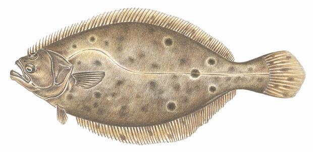 Learn about fluke | Mass.gov