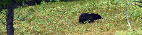Black Bears in Massachusetts | Mass.gov
