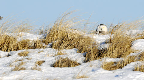 Wild Massachusetts | Mass.gov