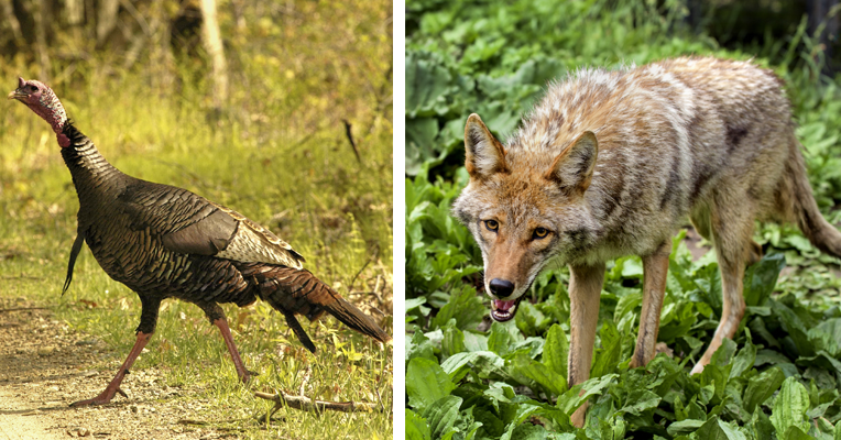 Problems with Wildlife | Mass.gov