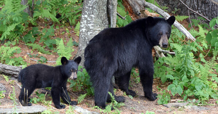 Black Bears in Massachusetts | Mass.gov