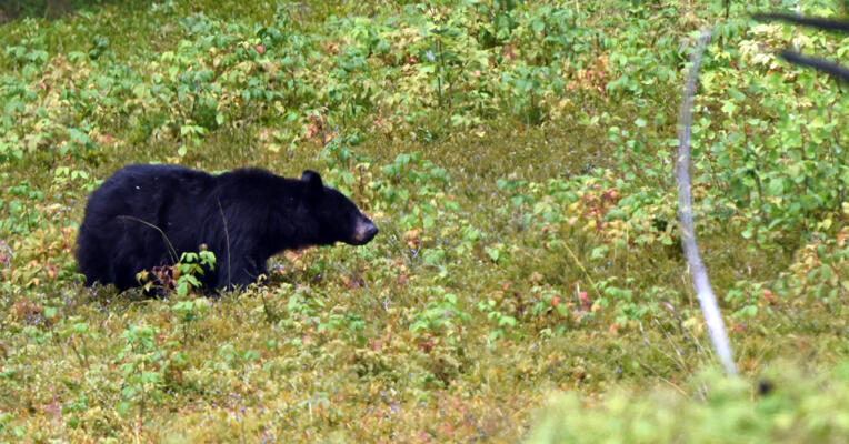 Black Bears in Massachusetts | Mass.gov