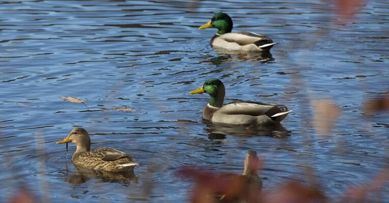 Water Distribution Companies | Mass.gov