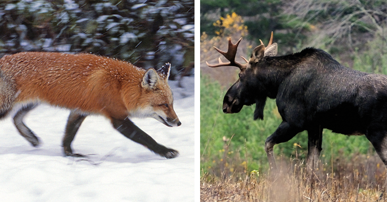 Learn about Wildlife | Mass.gov