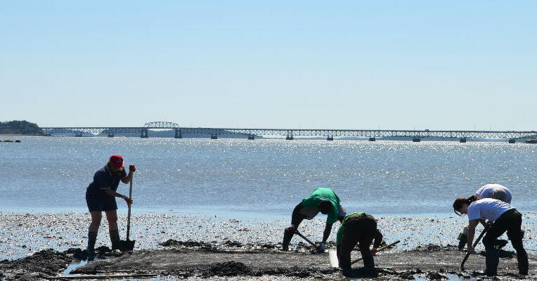 Shellfish Sanitation and Management | Mass.gov
