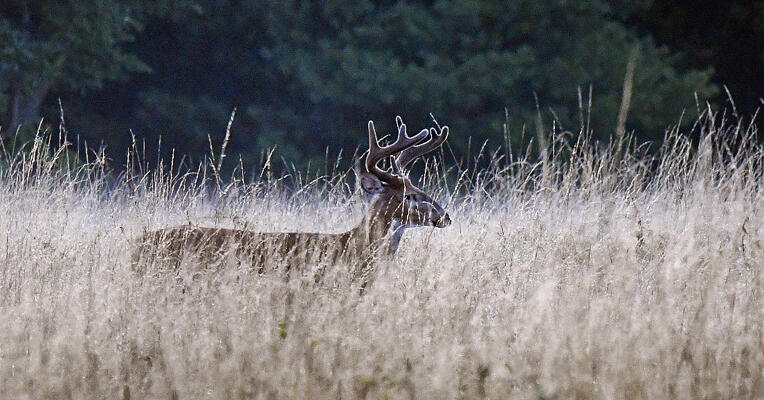 Hunting Deer in Massachusetts | Mass.gov
