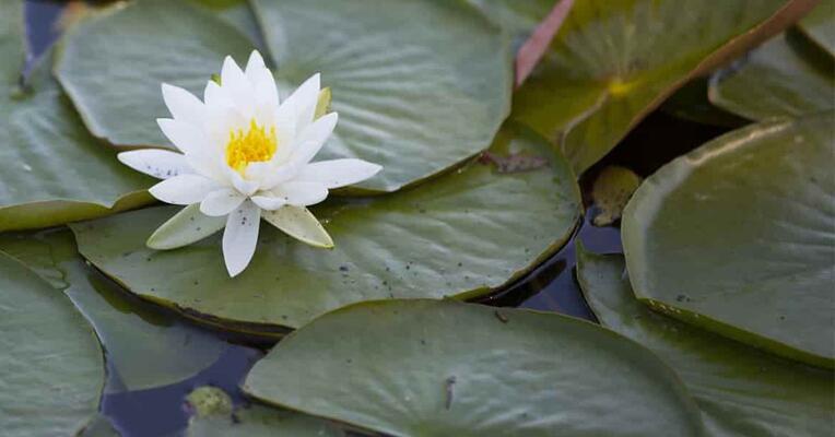 Department of Conservation and Recreation Permits | Mass.gov