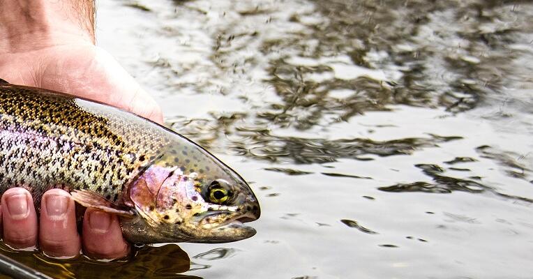 MassWildlife Trout Stocking Program | Mass.gov