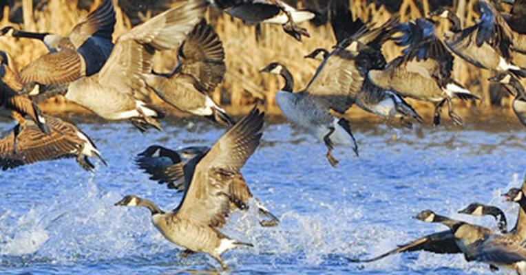 Hunting Migratory Game Birds in Massachusetts | Mass.gov